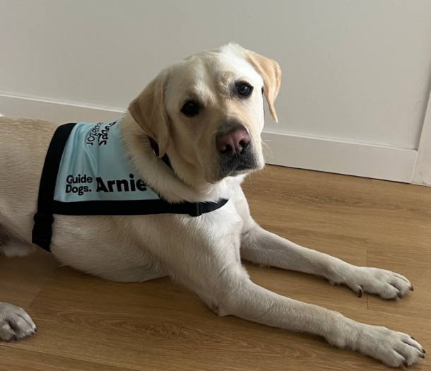Ambassador Dog - Arnie - Guide Dogs NSW/ACT