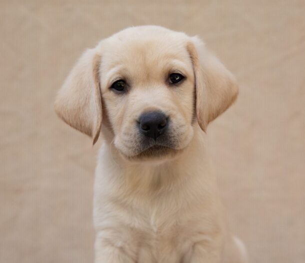 Diversity, Equity and Inclusion Framework - Guide Dogs NSW/ACT