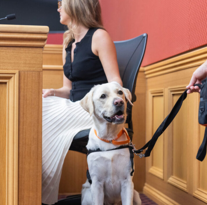 Court Dogs - Guide Dogs NSW/ACT