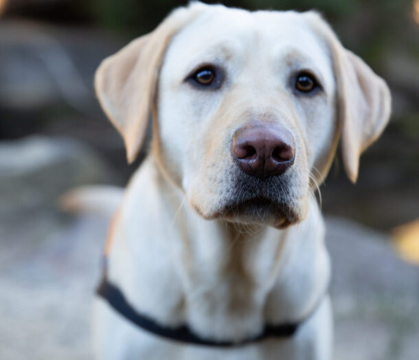 Wellbeing Dogs - Guide Dogs NSW/ACT