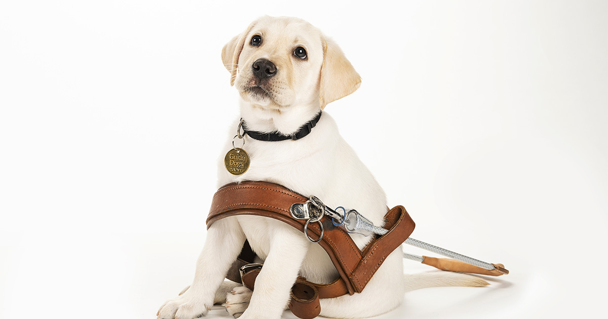 Donate - Guide Dogs SA/NT