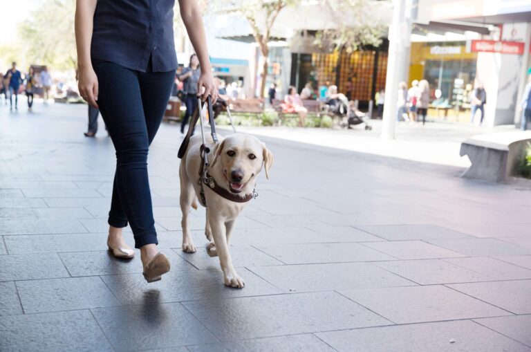 Taking the lead with accommodation access - Guide Dogs SA/NT
