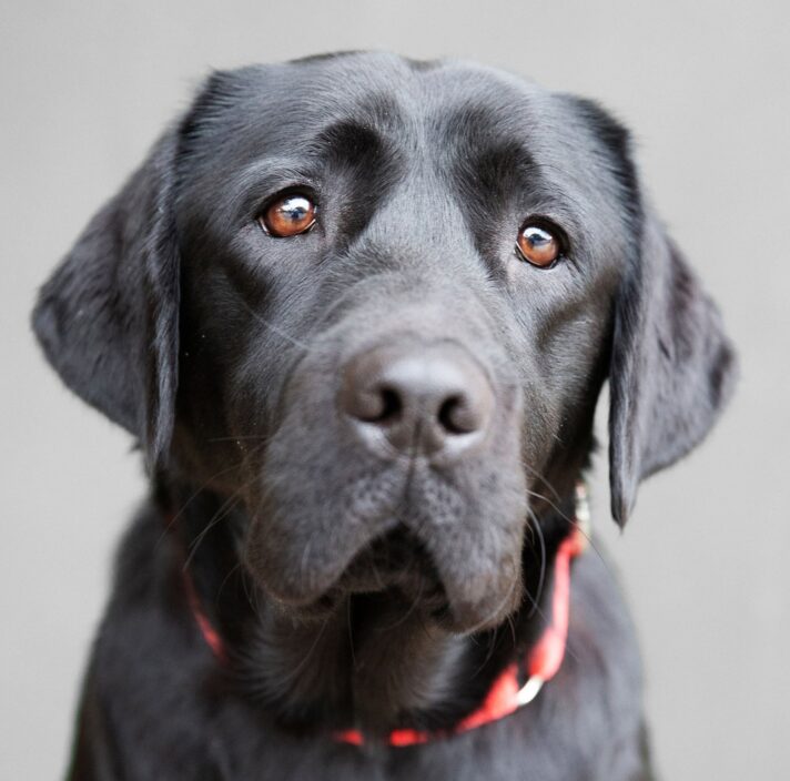 Who we are - Guide Dogs SA/NT