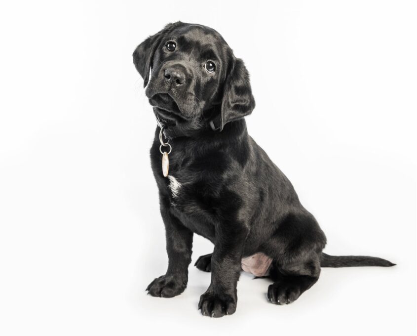 Meet the G & I Litters - Guide Dogs SA/NT