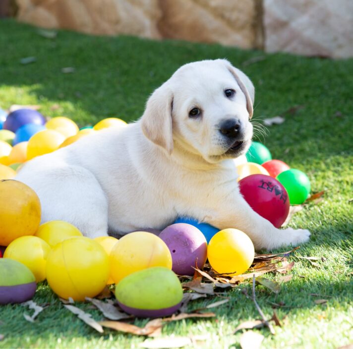 Volunteer with us - Guide Dogs SA/NT