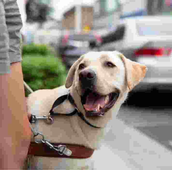 How to assist someone with low vision or blindness - Guide Dogs SA/NT