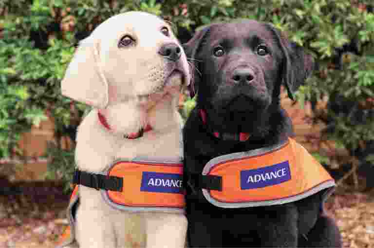 Get Involved - Guide Dogs SA/NT