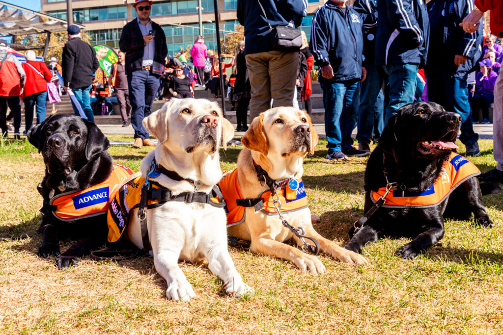 Last week we celebrated National Volunteer Week! - Guide Dogs SA/NT