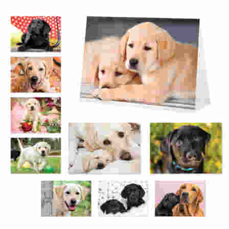 Blank Greeting Cards (10 pack) - Guide Dogs SA/NT