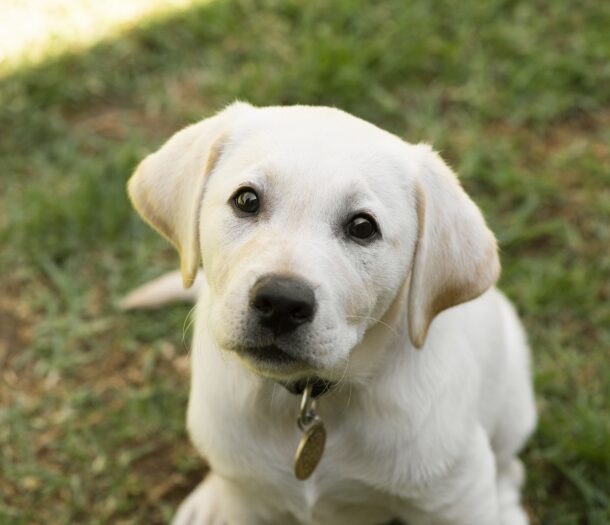 Meet the J&K Training Group - Guide Dogs SA/NT