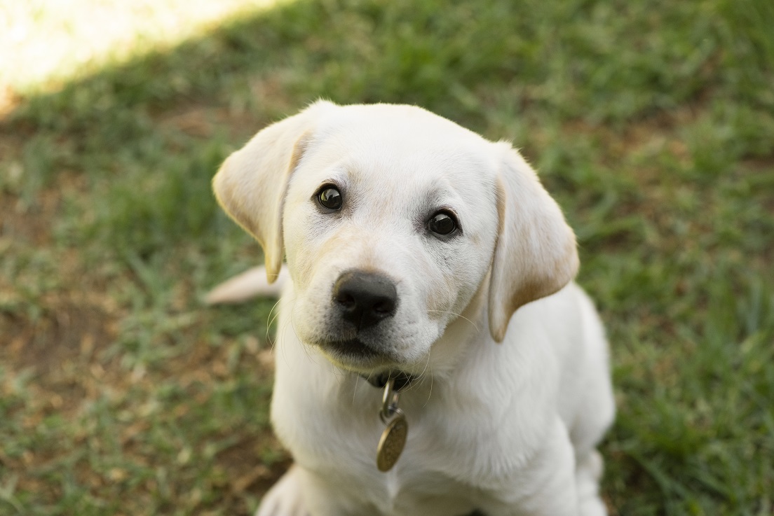 Meet the QRS Training Group - Guide Dogs SA/NT