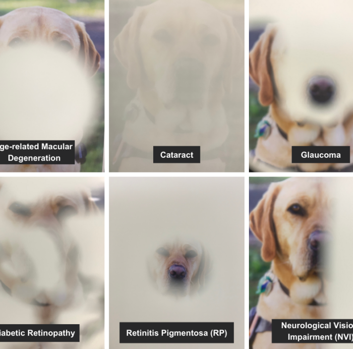 About low vision - Guide Dogs SA/NT