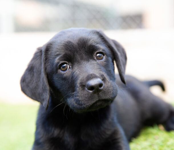 Puppy Pals - Guide Dogs SA/NT