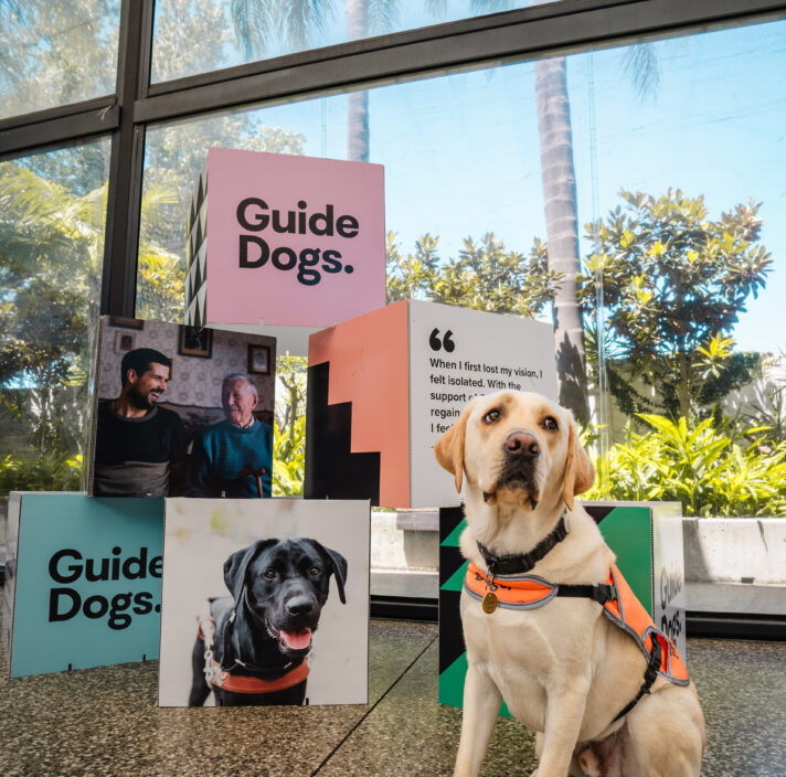 What we do - Guide Dogs SA/NT