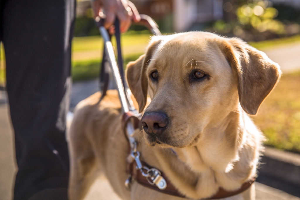Guide Dogs is Australia’s ‘Most Trusted Charity’ - Guide Dogs Queensland