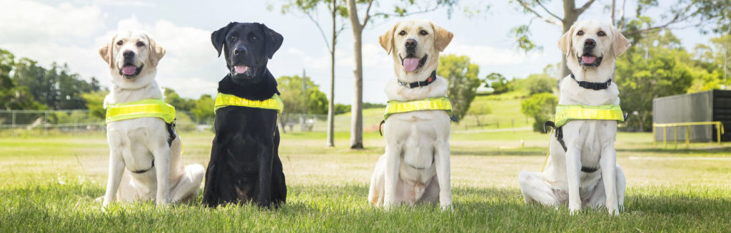 Guide Dogs named ‘Most Trusted Charity’ for sixth year - Guide Dogs ...