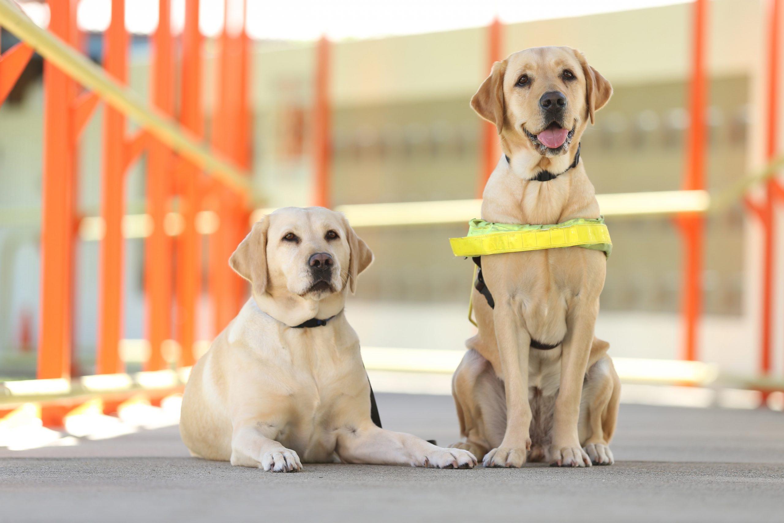 Calling on shoppers to Paws for a Cause at IGA - Guide Dogs Queensland