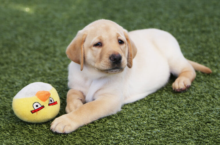 About Us - Guide Dogs Queensland