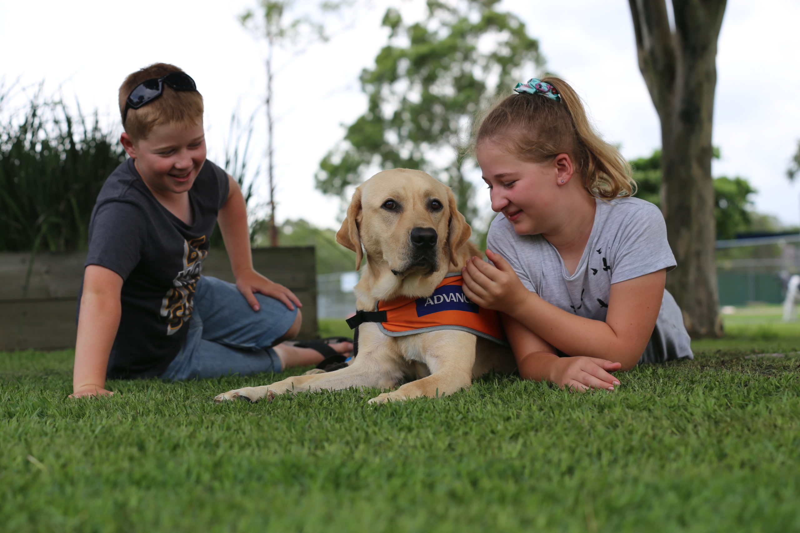 Ava puts her paws up to help others. - Guide Dogs Queensland