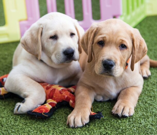 Partner with Guide Dogs - Guide Dogs Queensland