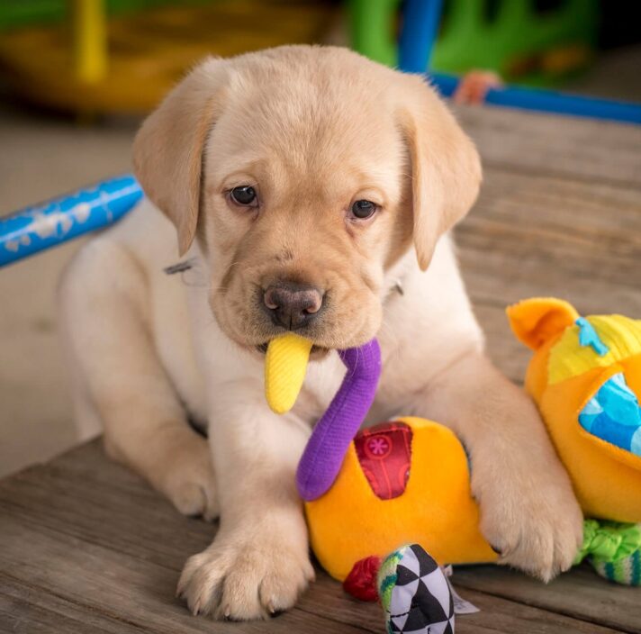 Community Volunteering - Guide Dogs Queensland