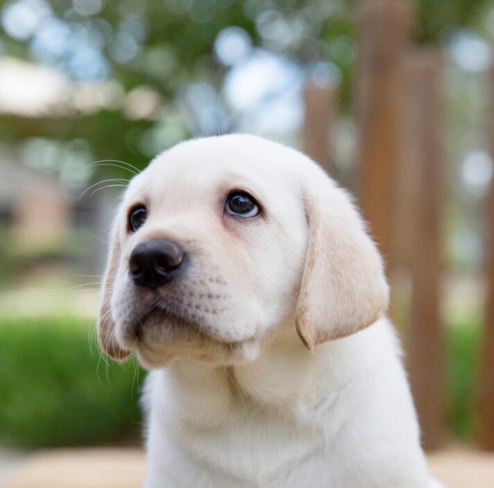 Guide Dogs - Guide Dogs Queensland