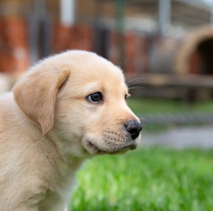 About Guide Dogs - Guide Dogs Queensland