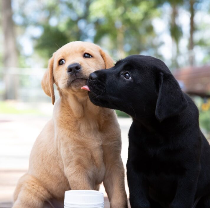Guide Dogs Pet Insurance - Guide Dogs Queensland