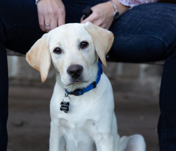 Volunteer with dogs - Guide Dogs Queensland