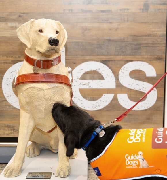 Our Collection Dogs - Guide Dogs Queensland