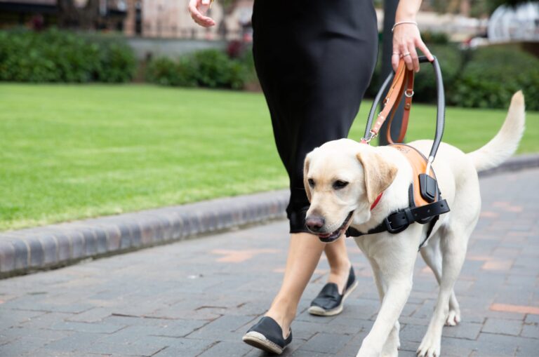 Get Support - Guide Dogs Queensland