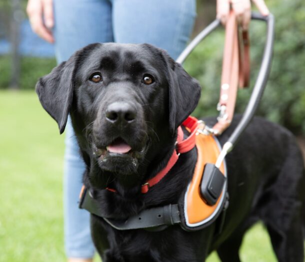 Guide Dog Mobility - Guide Dogs Queensland