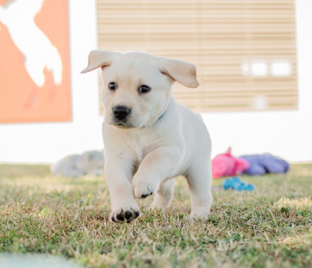 Workplace Giving - Guide Dogs Queensland