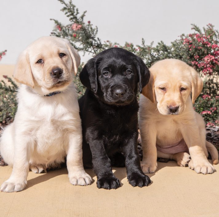 Paw Club Membership - Guide Dogs Queensland