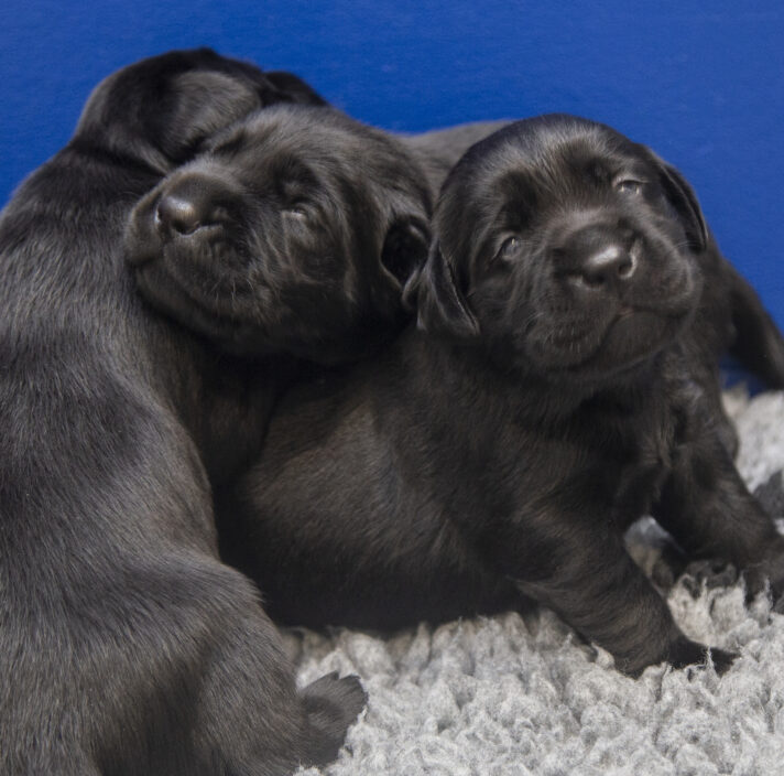 Workplace Giving - Guide Dogs Queensland