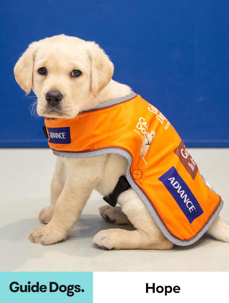 Youth Ambassador Program 2023 - Guide Dogs Queensland