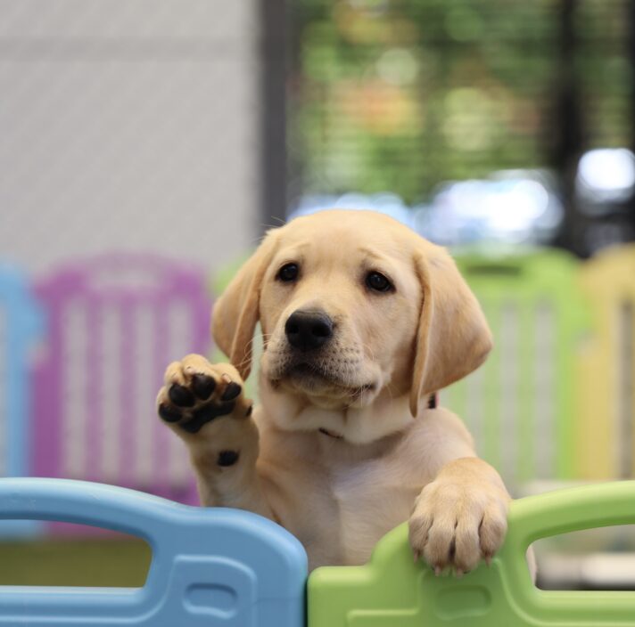 Puppy Raiser Responsibilities - Guide Dogs Queensland