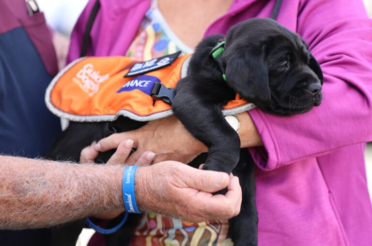 Davey: a special pup with a special legacy - Guide Dogs Queensland
