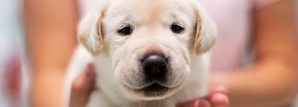 Guide Dogs Queensland