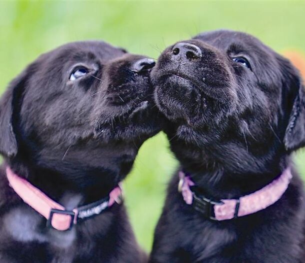 Puppy Raiser Responsibilities - Guide Dogs Queensland