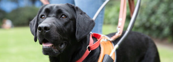 Guide Dogs Queensland