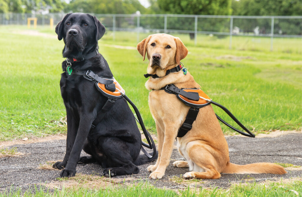 International Guide Dog Day - Guide Dogs Queensland