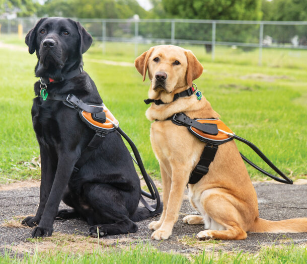 International Guide Dog Day - Guide Dogs Queensland