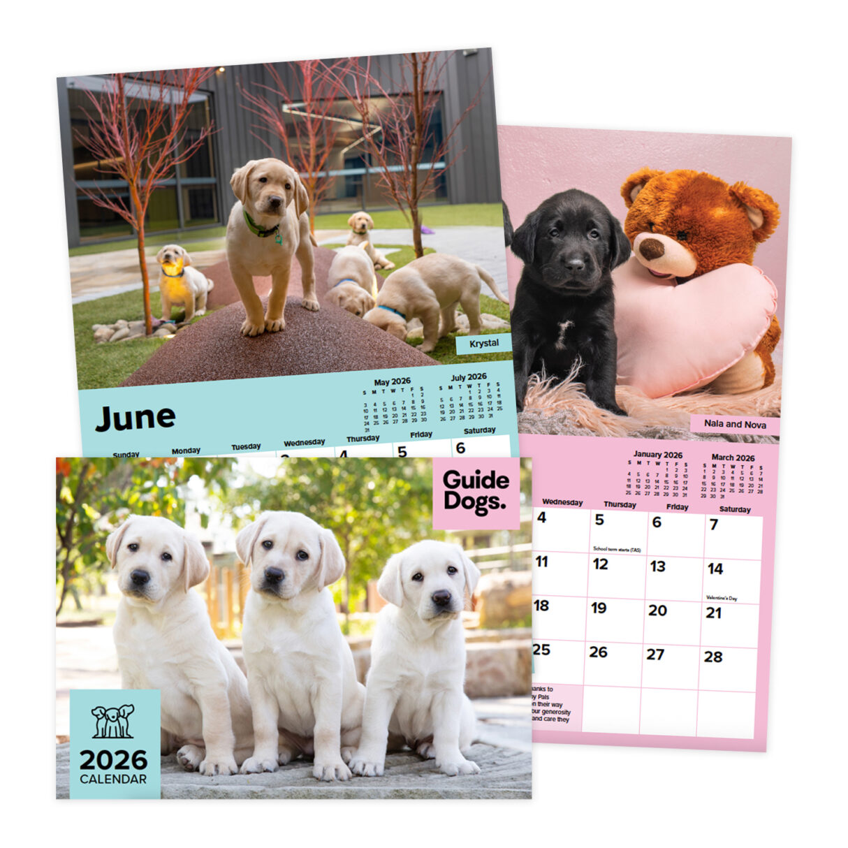 Guide Dogs 2026 A4 Calendar - Guide Dogs Queensland