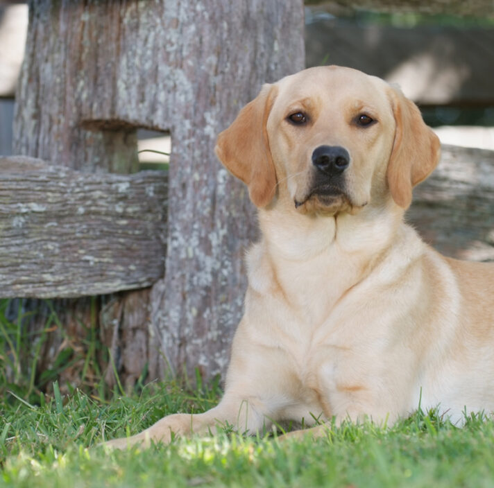 Psychological Assistance Dogs (PTSD Dogs) - Guide Dogs Queensland