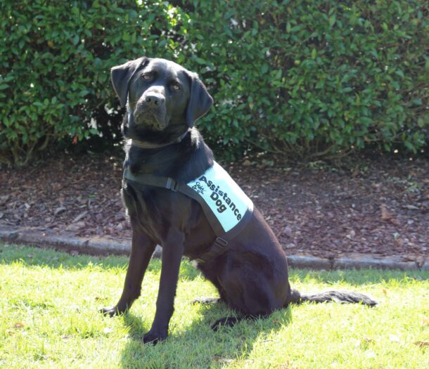 Psychological Assistance Dogs (PTSD Dogs) - Guide Dogs Queensland